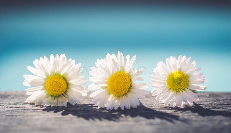 Three Daisies Laying on a Wooden Table. Still Life Shot Stock Image ...
