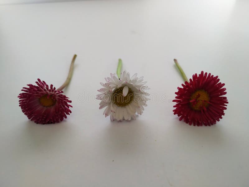 Three Daisies Lying Separately from Each Other on a White Background ...