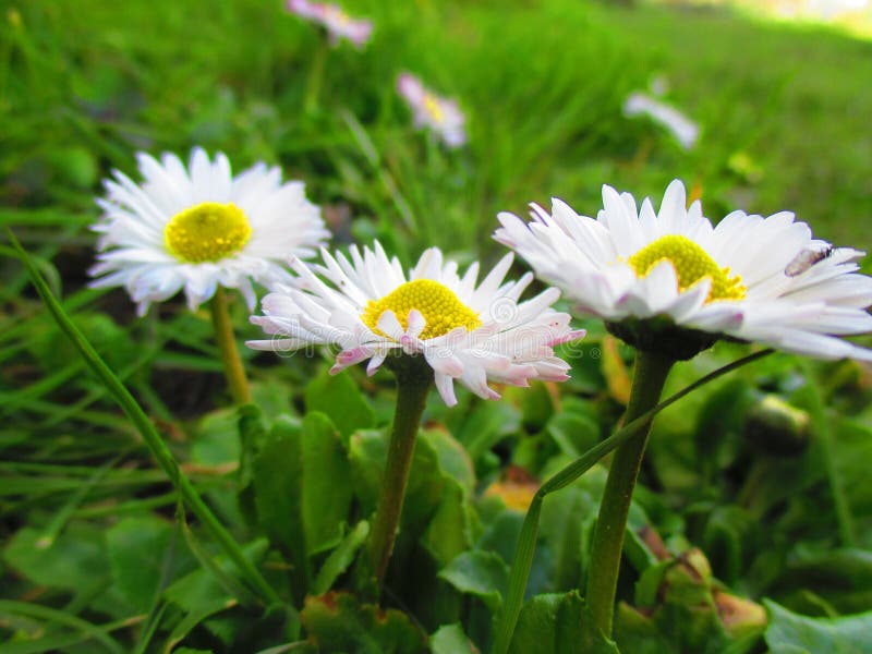 Three daisies stock photo. Image of blur, root, daisy - 112847676