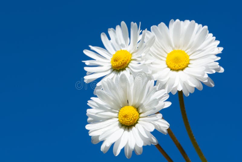 Three Daisies on a Sky Background Stock Image - Image of flowers ...