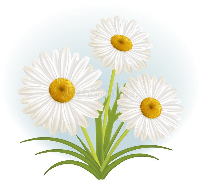 Three daisies in spring stock photo. Illustration of closeup - 267400964
