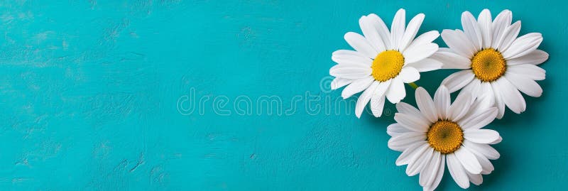 Three Daisies on Teal Background Serenity Purity Nature Spring ...