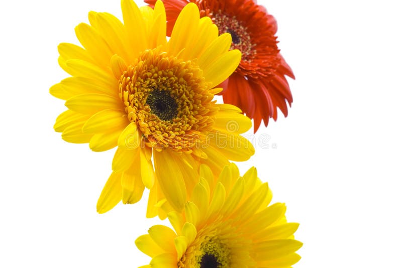 Three Daisy Picture. Image: 2651863