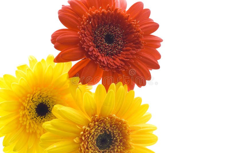 Three Daisy Picture. Image: 2651867