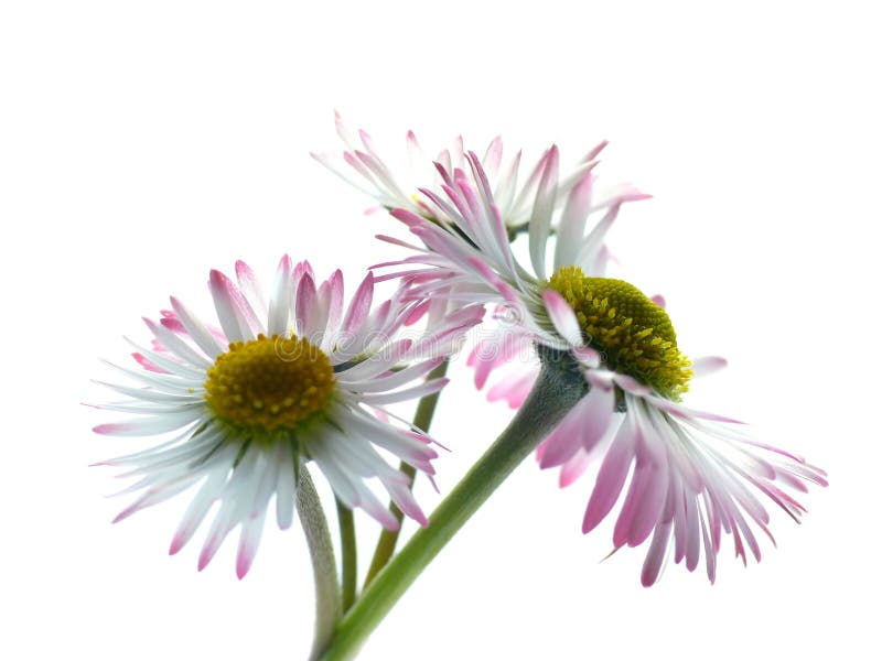 Three Daisy Flowers Picture. Image: 8812696