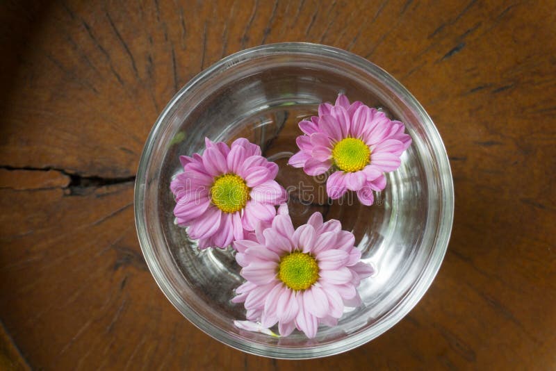 Three Daisy Flowers Floating on a Clear Glass Bowl Stock Photo - Image ...