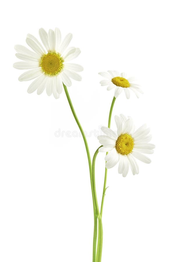 Three Daisy s stock photo. Image of simple, daisies, flowers - 2687436