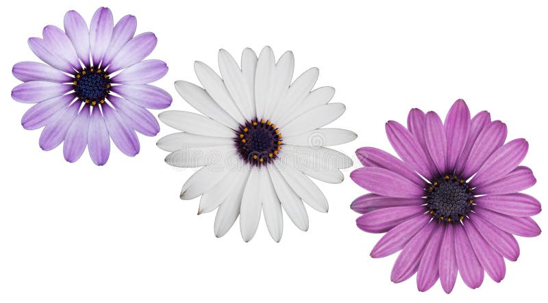 Three Daisy s stock photo. Image of simple, daisies, flowers - 2687436