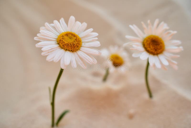 Three Daisy Grows in the Sand of the Desert. Place for Text Stock Photo ...