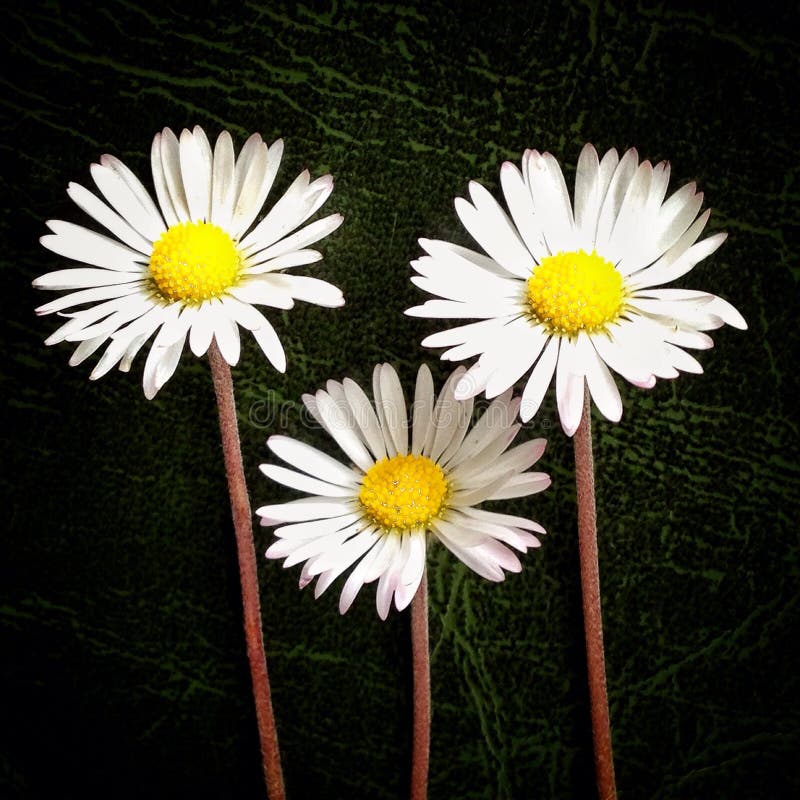 Three Daisys stock photo. Image of weed, arrangement - 54438246