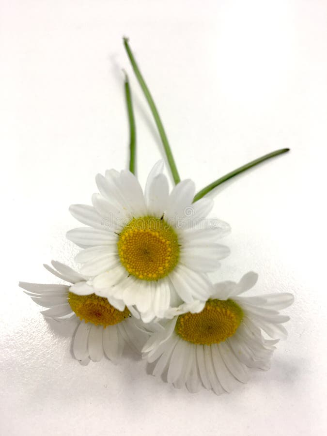 Three Daisy Flowers Taped on Wall on Yellow Background Stock Photo ...
