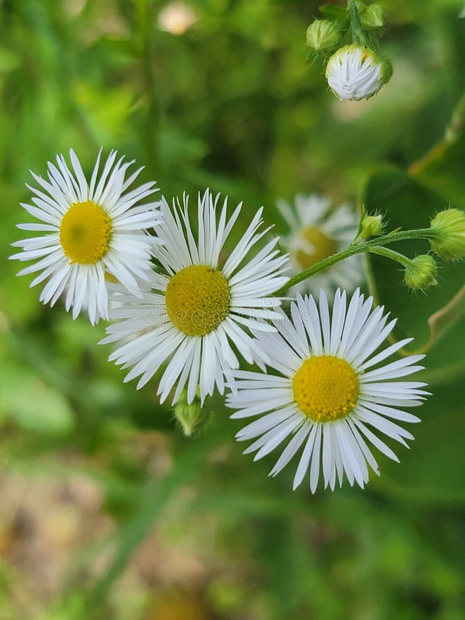 Three daisys stock image. Image of meadow, plant, nature - 226474355