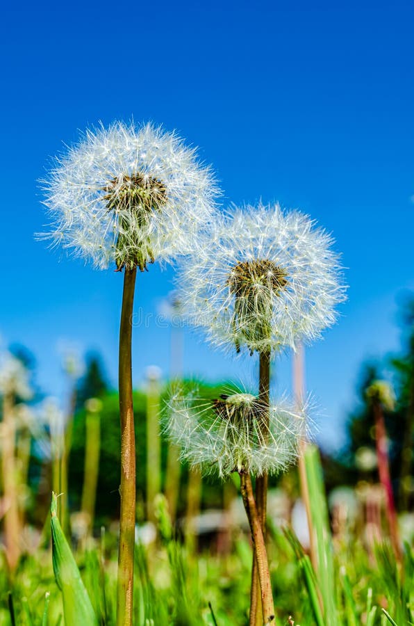 Three Dandelion Seed Heads Viewed from Below Stock Photo - Image of ...