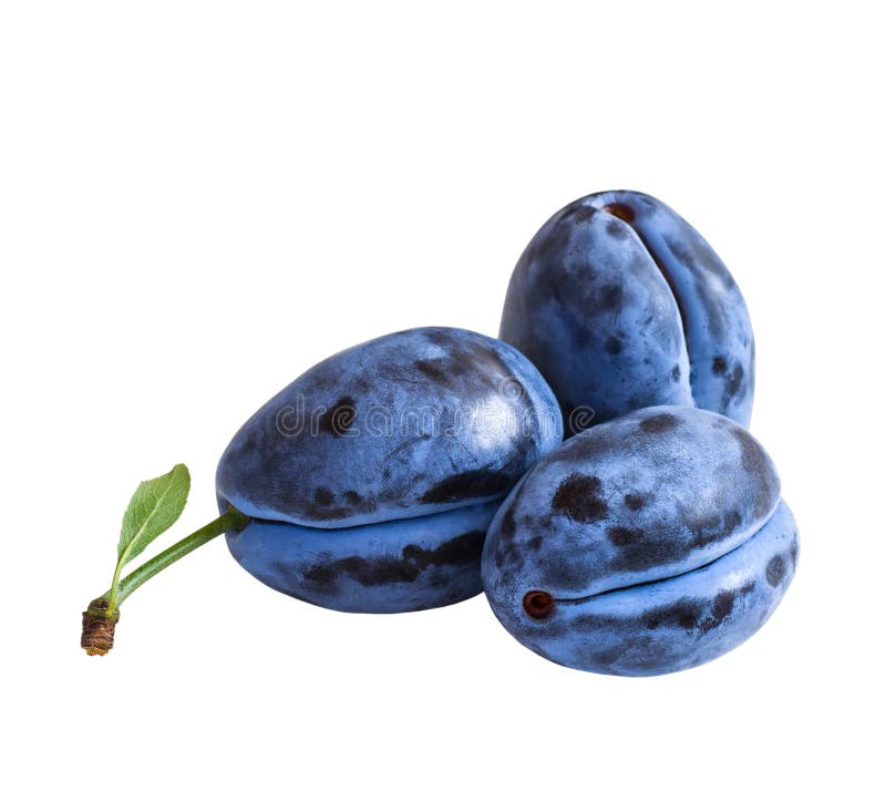 Three Dark Blue Plums Isolated On White Background Stock Image - Image ...