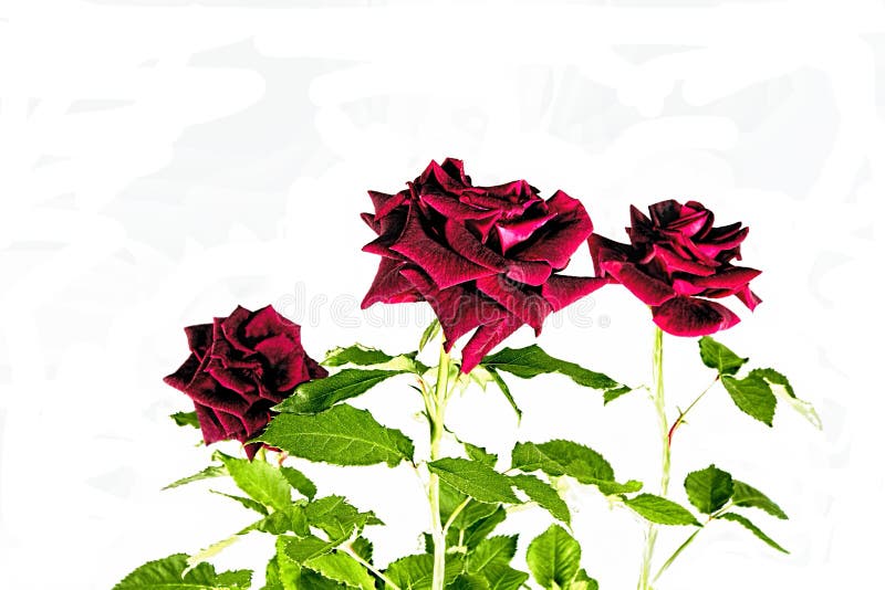 Three Dark Dramatic Red Roses on White Stock Image - Image of crimson ...