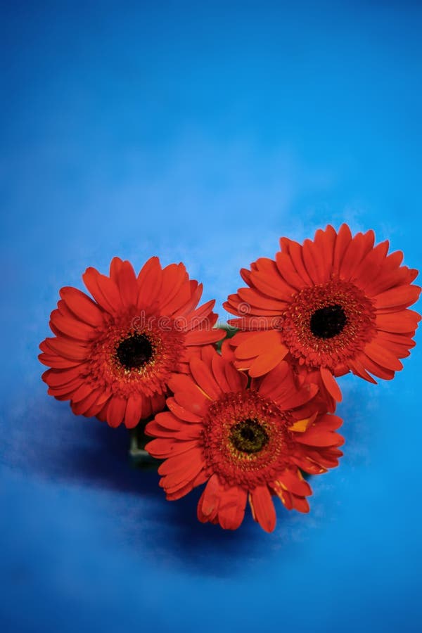Three Dark Red Gerber Heads on the Blue Background Stock Photo - Image ...