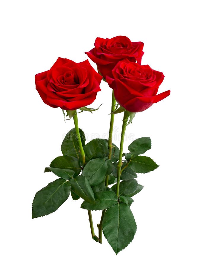 Three Dark Red Roses on White Background Stock Image - Image of dark ...