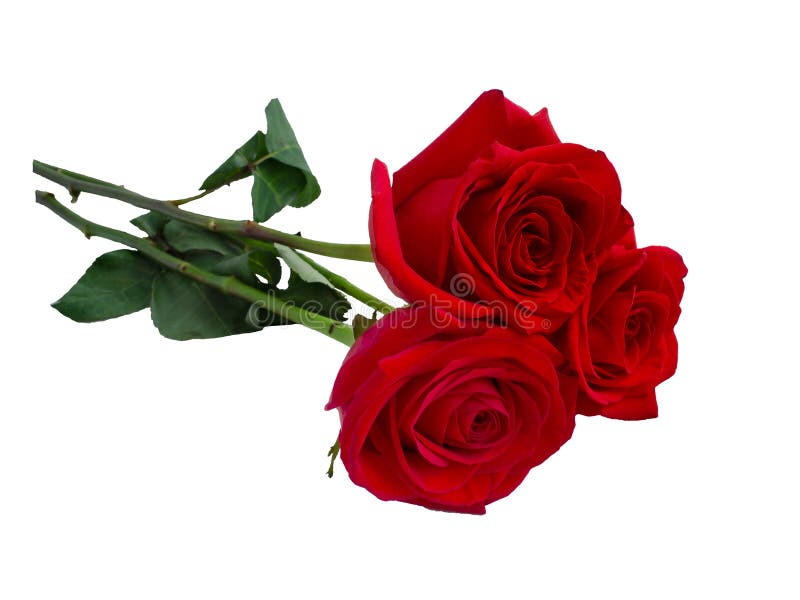 Three Dark Red Roses on White Background Stock Photo - Image of rose ...