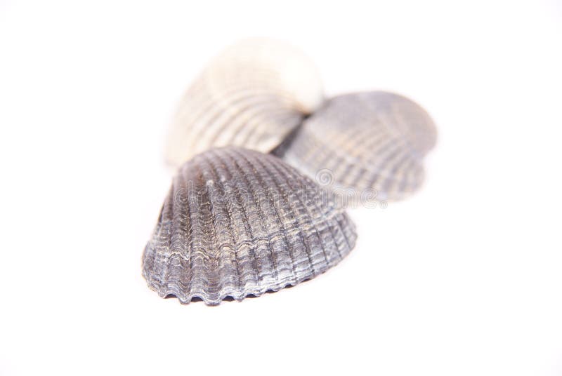 Sea shells stock image. Image of pattern, pebbles, water - 6741963