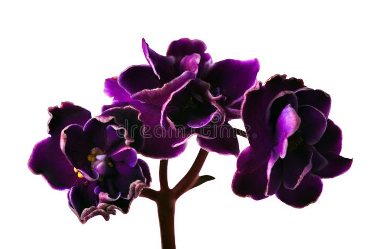142 Three Violets Stock Photos - Free & Royalty-Free Stock Photos from ...