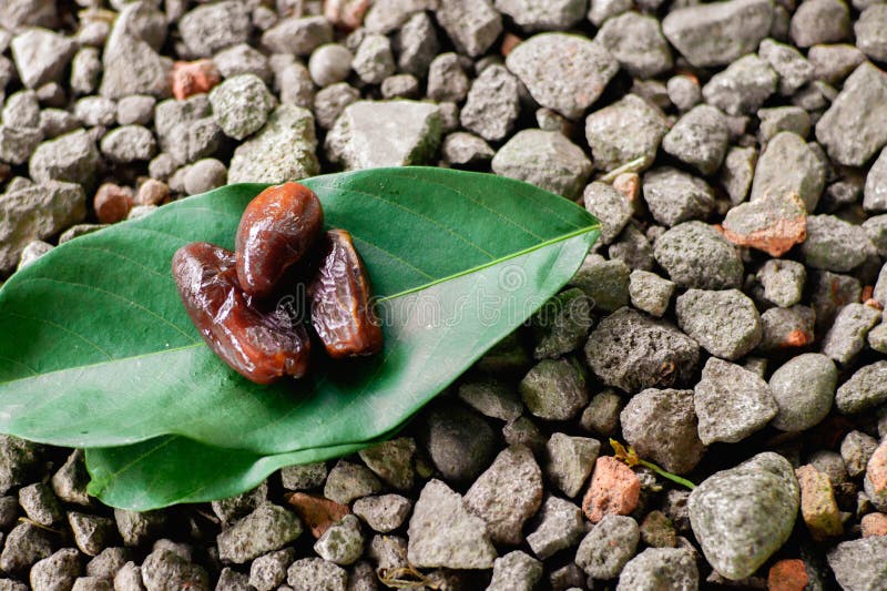 Three Dates on Top of Leaves on Gravel Stock Photo - Image of gravel ...