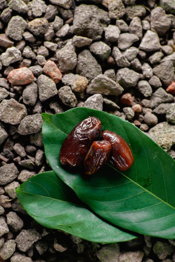Three Dates on Top of Leaves on Gravel Stock Image - Image of vegetable ...