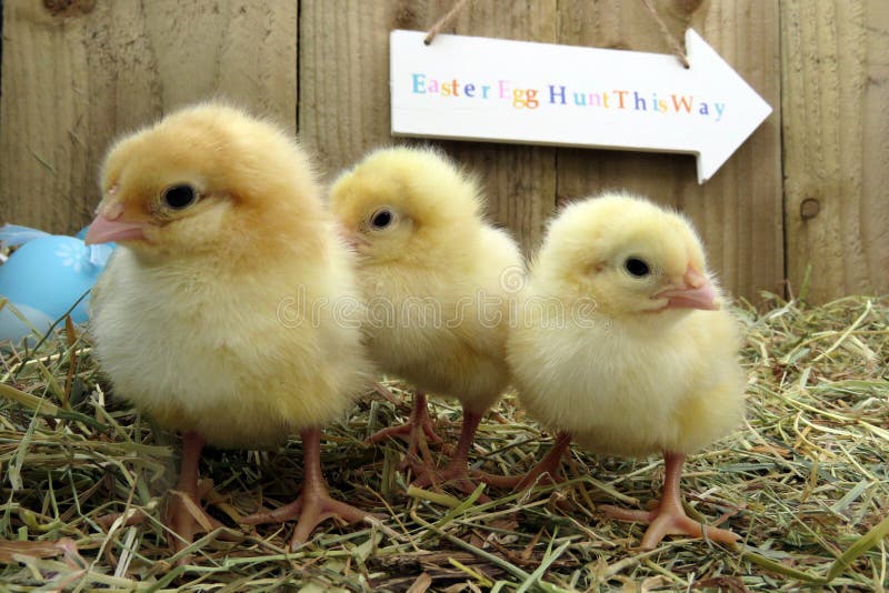 Two Easter Egg Chicks stock photo. Image of chicken, feather - 50553190