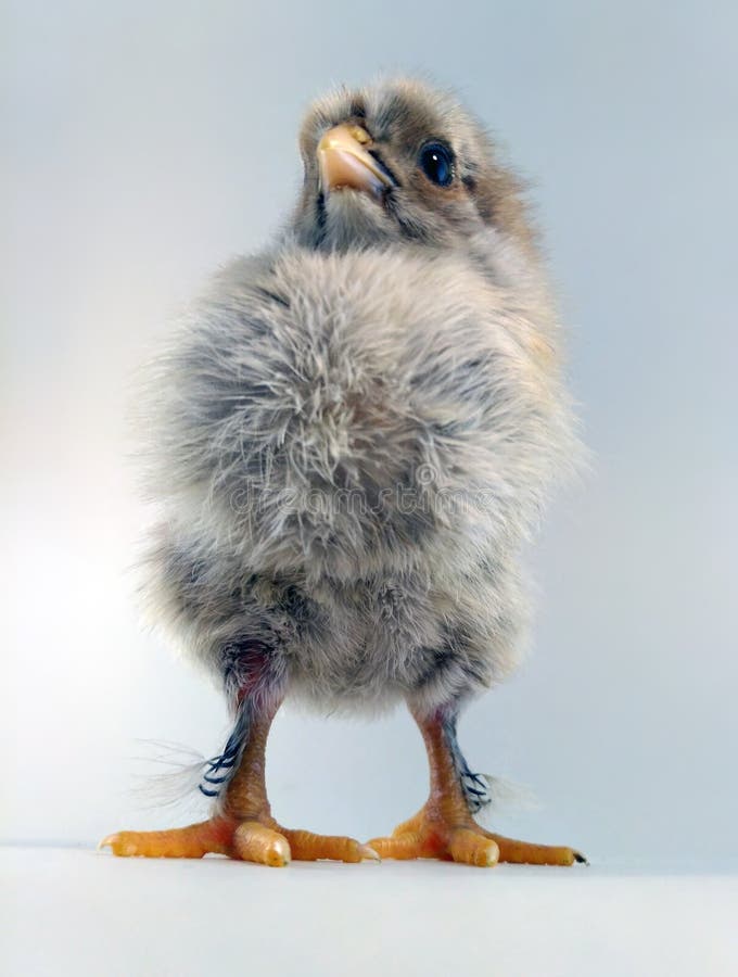 Tiny Chickling Stock Photos - Free & Royalty-Free Stock Photos from ...