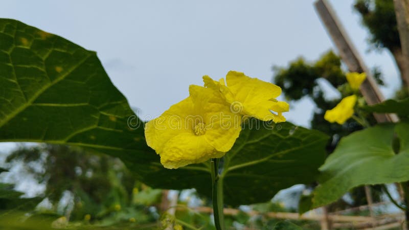 The Three-day-old Gambas Flower is the Ovary of the Fruit Stock Photo ...