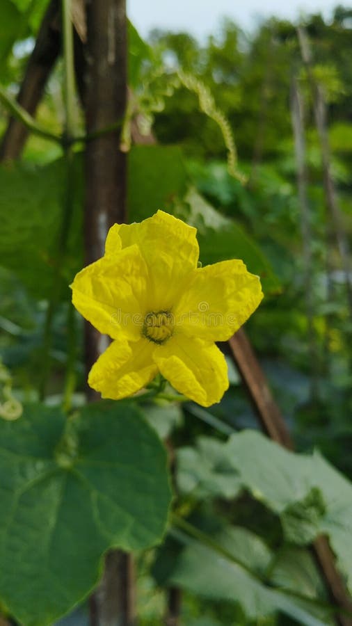 The Three-day-old Gambas Flower is the Ovary of the Fruit Stock Image ...