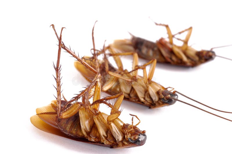 Three Dead Cockroaches Royalty Free Stock Image - Image: 6933366