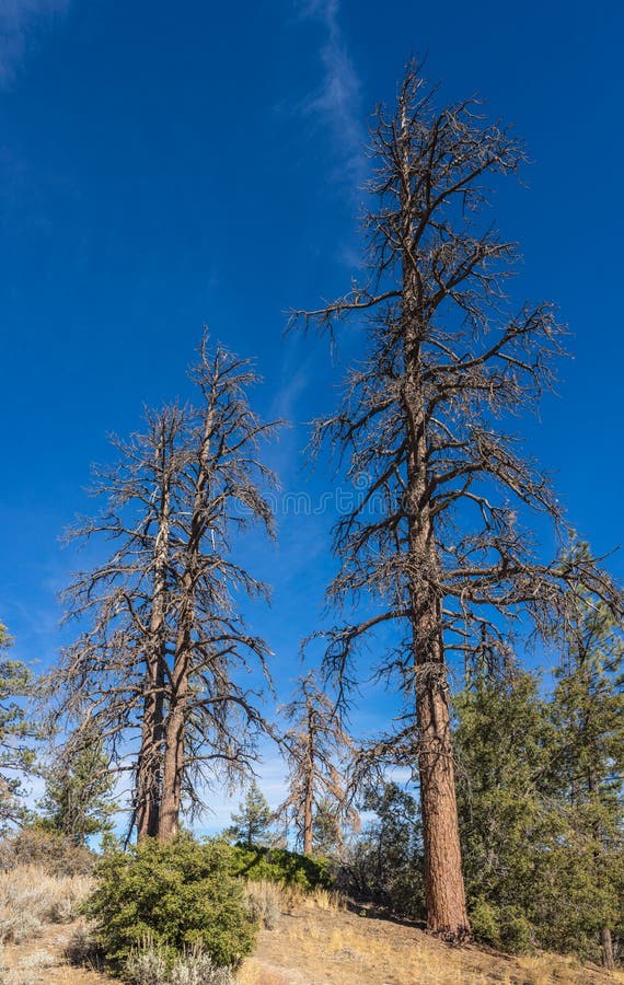 Three Day Of The Dead Figures, Día De Los Muertos Stock Image - Image ...