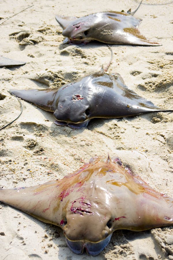 Three dead stingray stock image. Image of dying, skate - 14665279