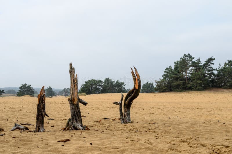 Three Dead Tree Stumps in Sand Stock Image - Image of branch, nature ...