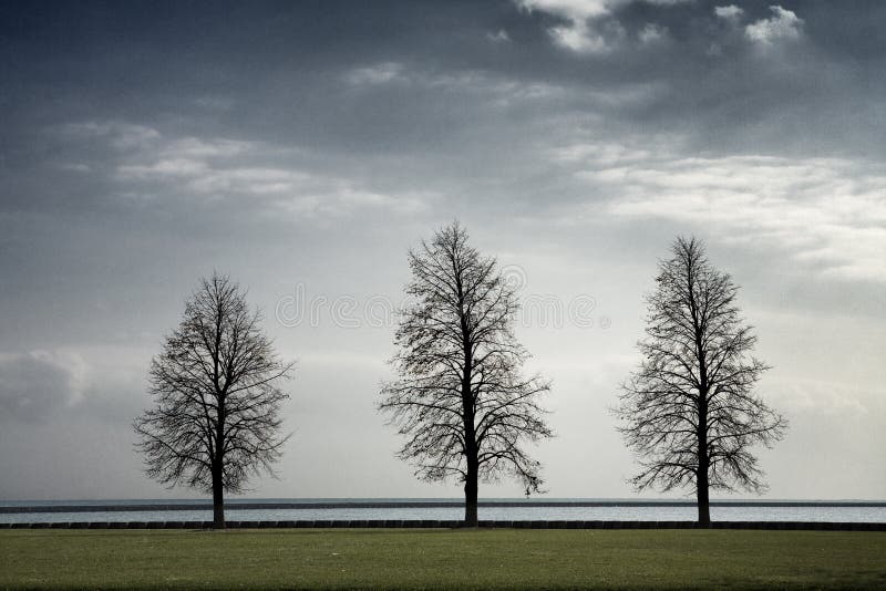 Three Dead Trees Standing Lakeside Stock Image - Image of oceanside ...