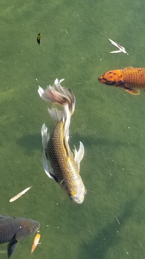 Three Deal Combo stock photo. Image of beautiful, combo - 131916874