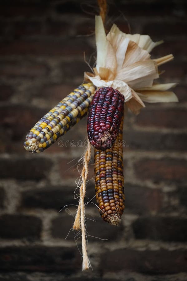 Decorative Colorful Corn on the Cob Hanging in Front of a Brick Wall at ...