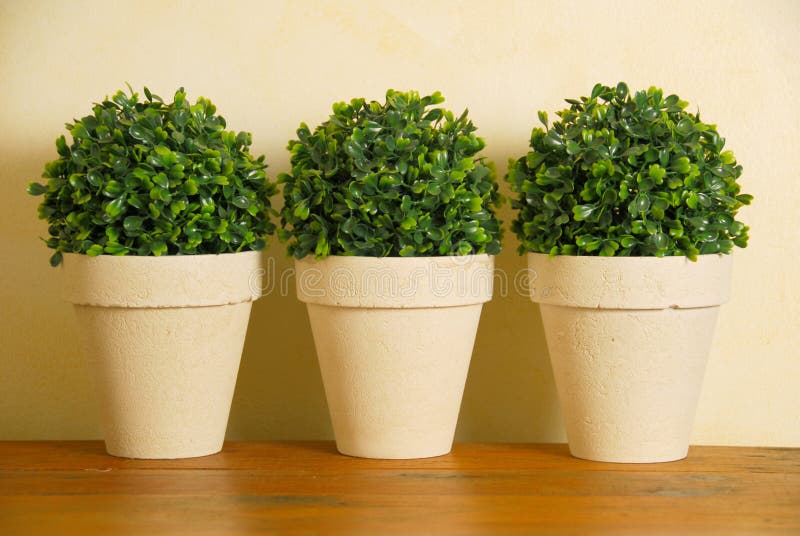 Three Decorative Pot Plants Stock Photo - Image of decorative ...