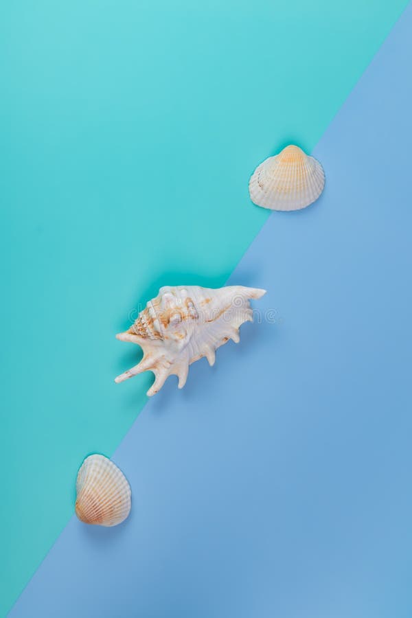 Three Decorative Seashells on a Double Blue Background. Poster ...