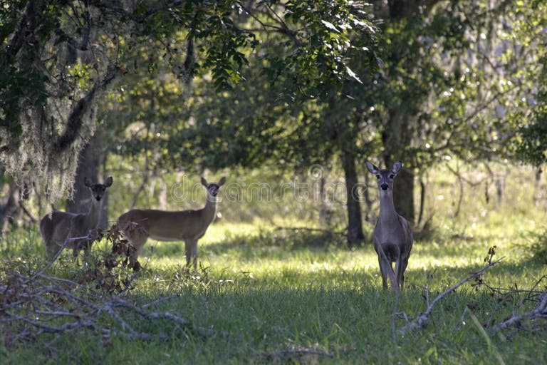 Three deer in field stock photo. Image of tree, stand - 6952856