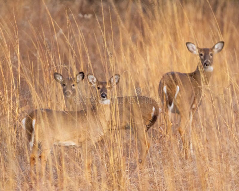 Three Deer in the Field in Winter in Illinois Stock Image - Image of ...