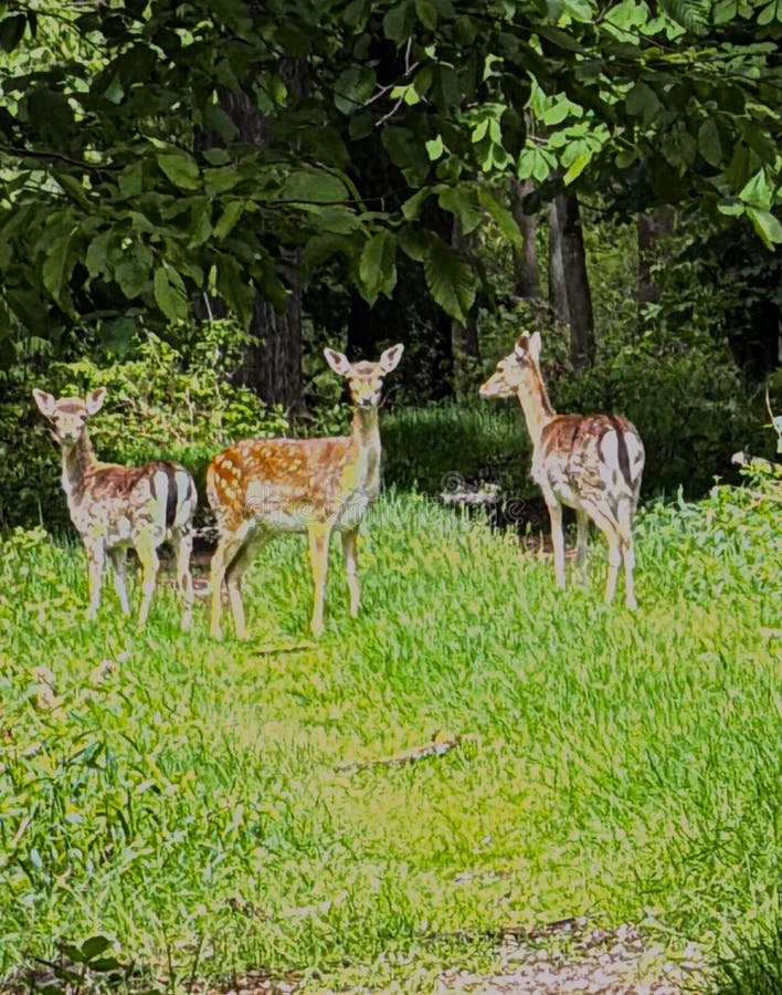 Three Deer in the Forest among the Grass and Trees Stock Image - Image ...