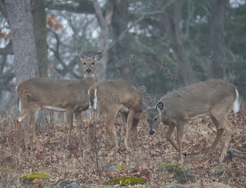 Three Deer Feeding On Grass Near Forest Stock Photo - Image of germany ...