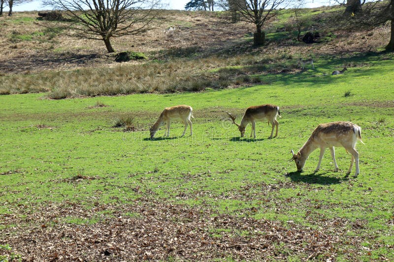 Three Deer Grazing in a Woodland Landscape Stock Photo - Image of countryside, trees: 276493804