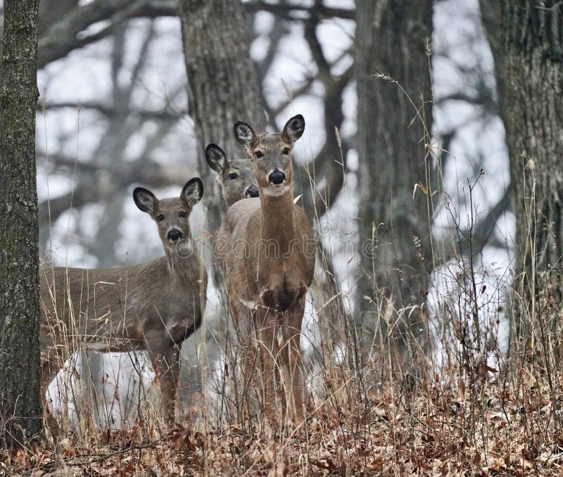 Three Deer Looking at Camera in Forest during Winter Stock Photo ...
