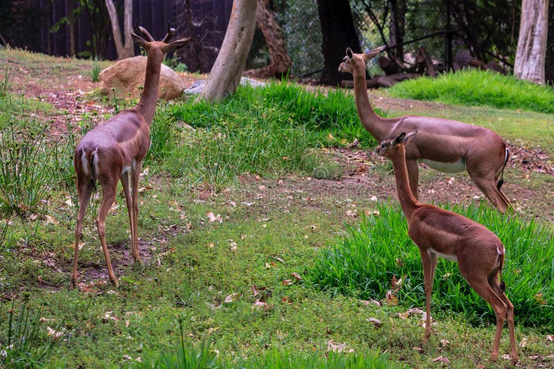 Three Deer are Standing in a Grassy Field Stock Image - Image of deer ...