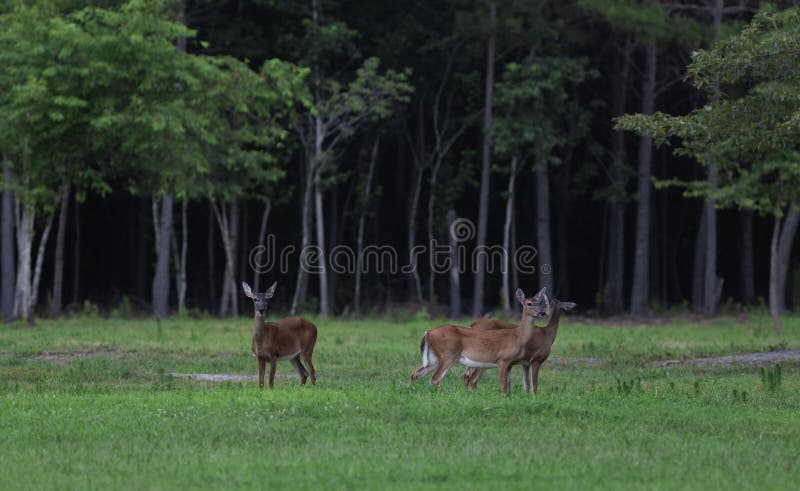 Three deer in summer stock image. Image of animal, carolina - 259650029