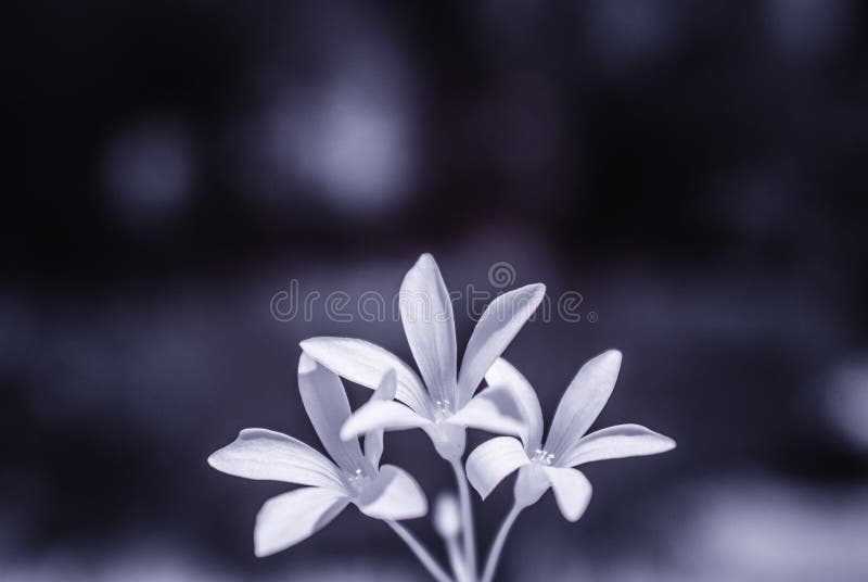 Three Delicate Flowers are Captured in Sharp Focus Using a Macro Lens ...