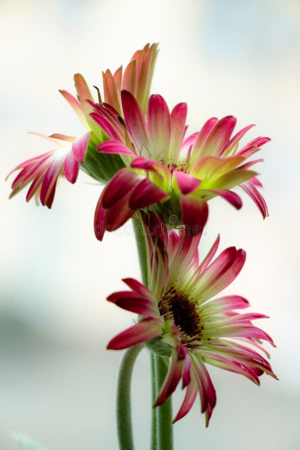 Three Delicate Gerberas Pressed Against Each Other and Created a Cute ...