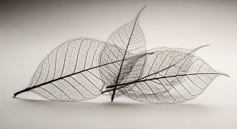 Skeleton Leaf: the Art of Impermanence Stock Illustration ...